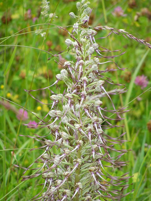Loire Valley Nature: Himantoglossum hircinum - Lizard Orchid