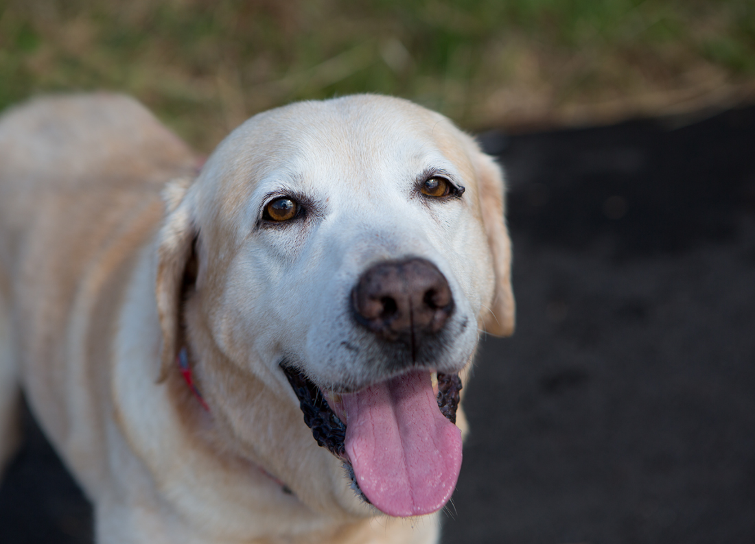 Shelter Dogs of Portland: "BUDDY" sweetheart senior Yellow Lab