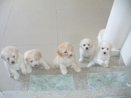 Galeria de fotos de perros frespool - Imagui