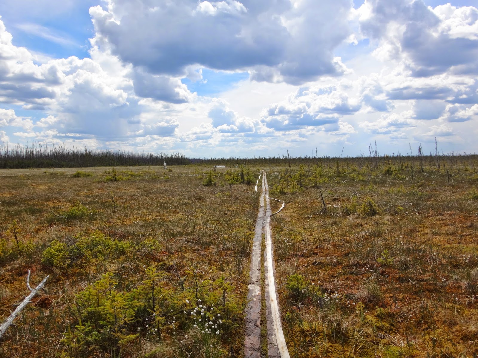 The 55th Parallel: Pictures 2014