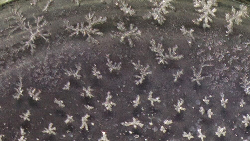 Candida albicans pe mediu de cultura sabouraud cu probe de piele cu ...