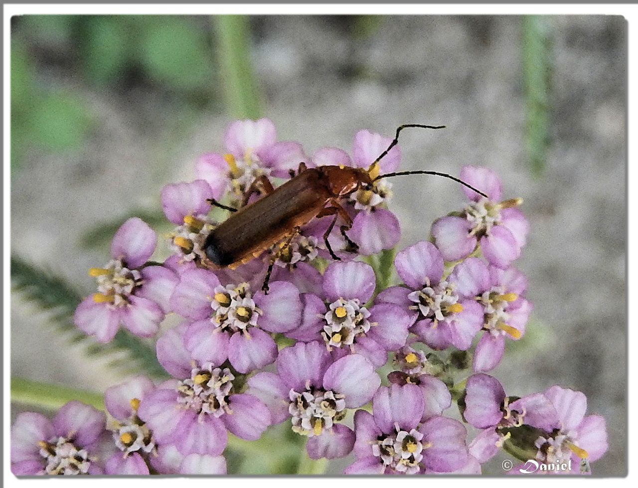 Photos Daniel: Insecte