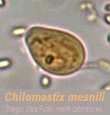 Microbiologia y Parasitologia 2_E Unpa: Chilomastix mesnilii