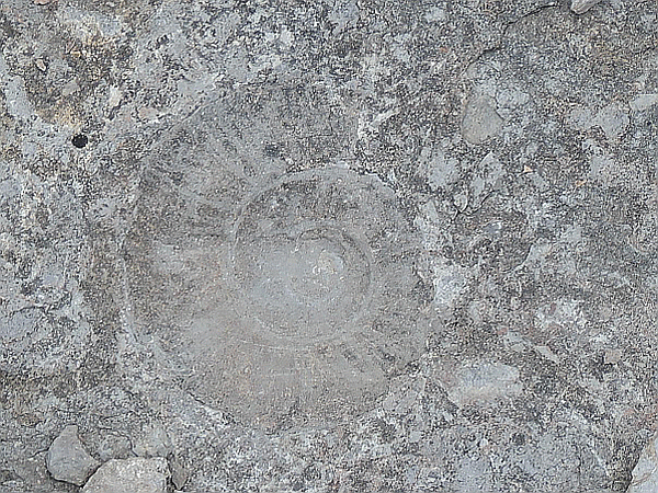 Chazy Reef - Part II ~ Hudson Valley Geologist