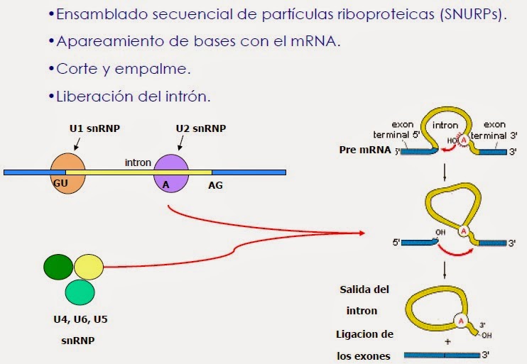 Apuntes de Bioquímica: Enzimas (III).Modelos de acción de las enzimas