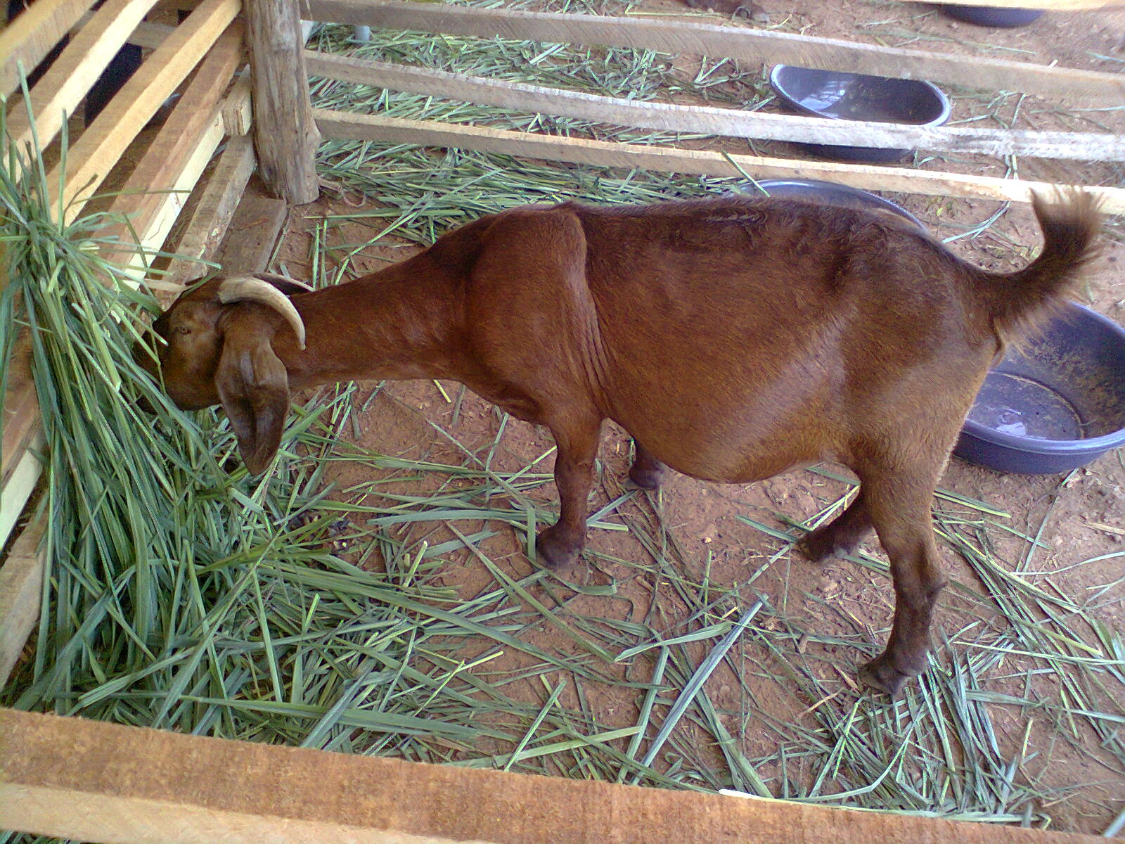 Goat and Sheep Farming: Viable Investment Opportunity - Kaspharyn Solutions