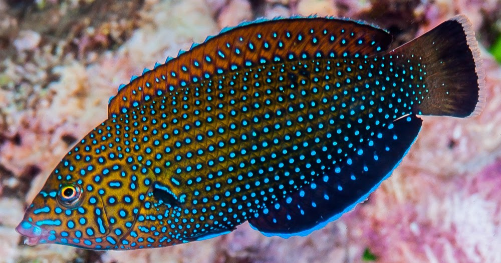 IKAN LAUT ASLI INDONESIA: Keling
