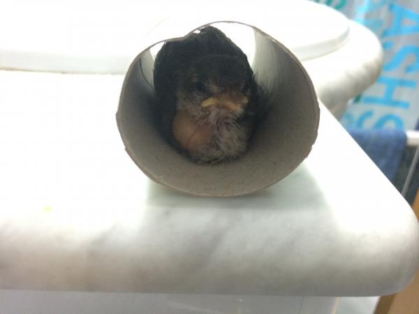 Blog de pollete: Mi pequeño gorrion hasta su segundo mes de vida