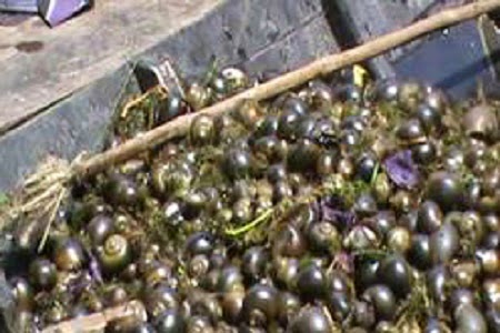 শামুক চাষ একটি লাভ জনক ব্যবসা ~ কৃষি এবং কৃষকের উৎপাদিত পণ্য