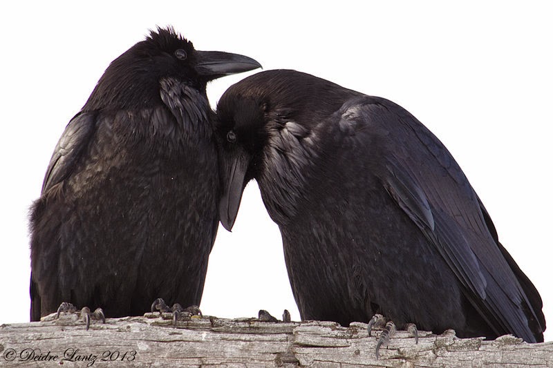 Lisas World 10 Fascinating Facts About Ravens
