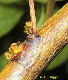 UK - Diseases of Fruit Crops & Ornamentals: Peach Canker & Oozing Sap
