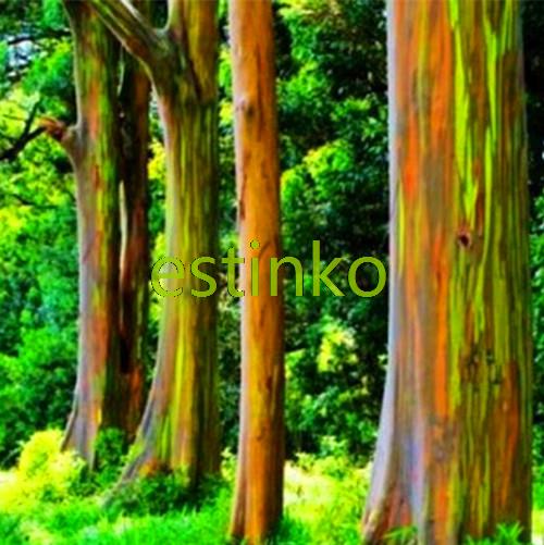 Eucalyptus Deglupta Mindanao Gum RAINBOW TREE Fresh 50+ Seeds