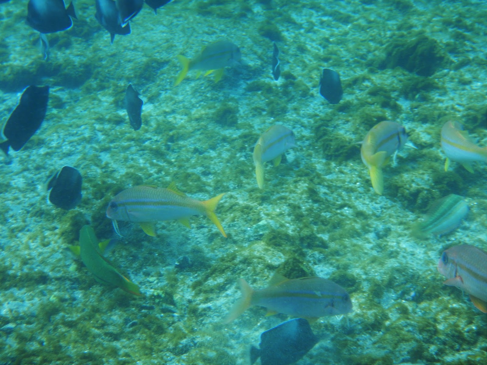 Ictioplancton en Chile: Nuevo muestreo de peces intermareales en Isla ...