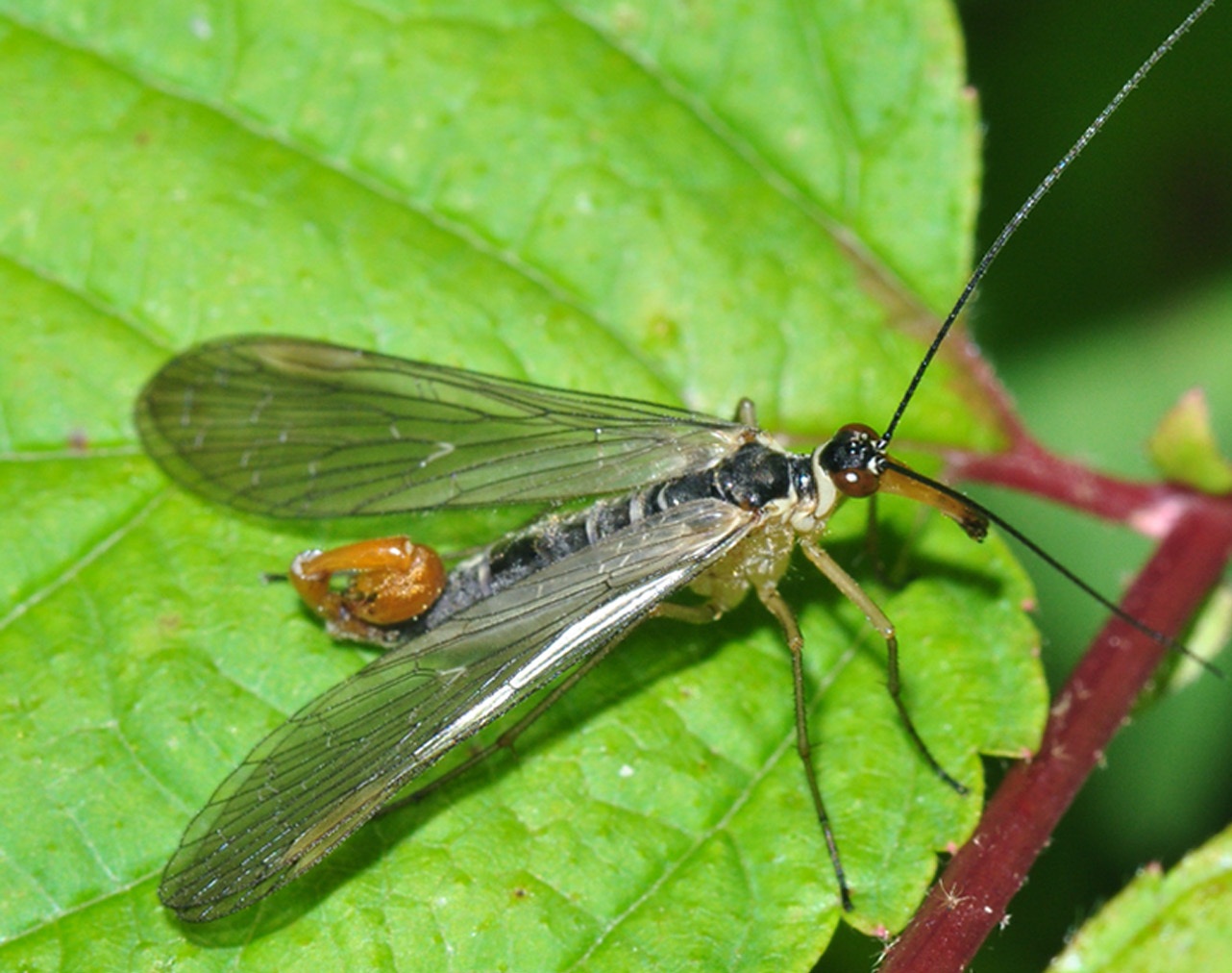 Species New to Science: [Entomology • 2016] Cerapanorpa, A New Genus of ...