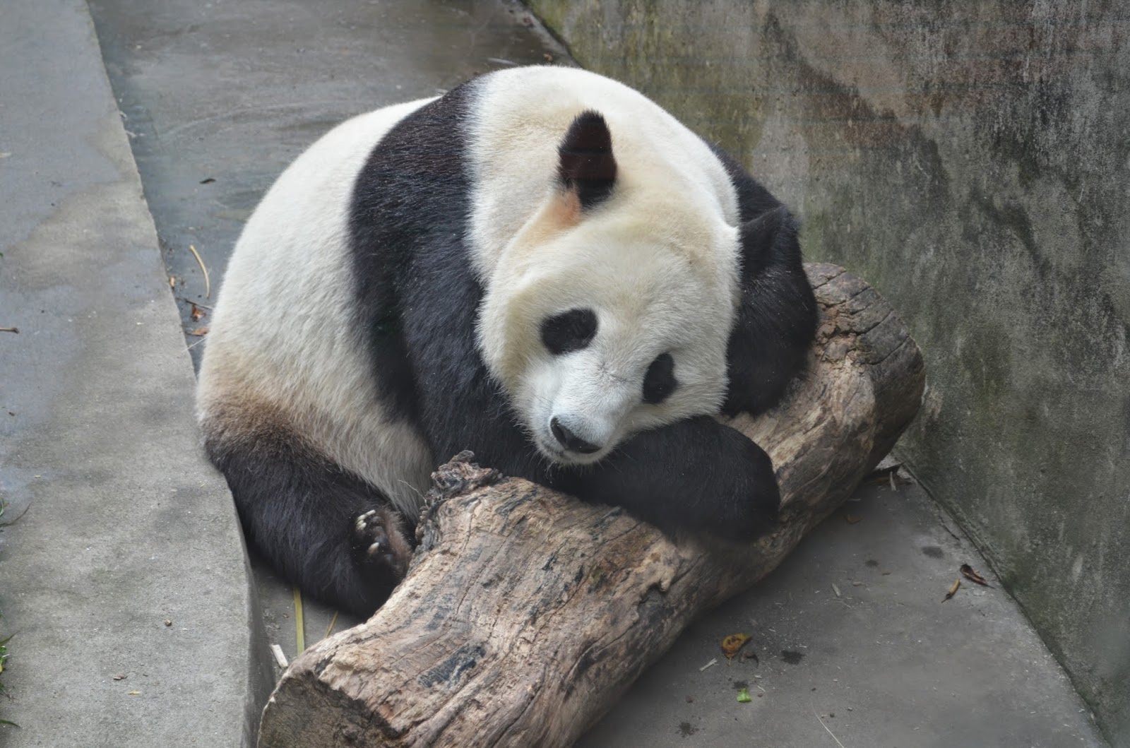 To China With Love: Panda Museum and Fun at the Park~