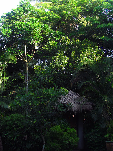 1784: Philippine Tree of the Month: Pili