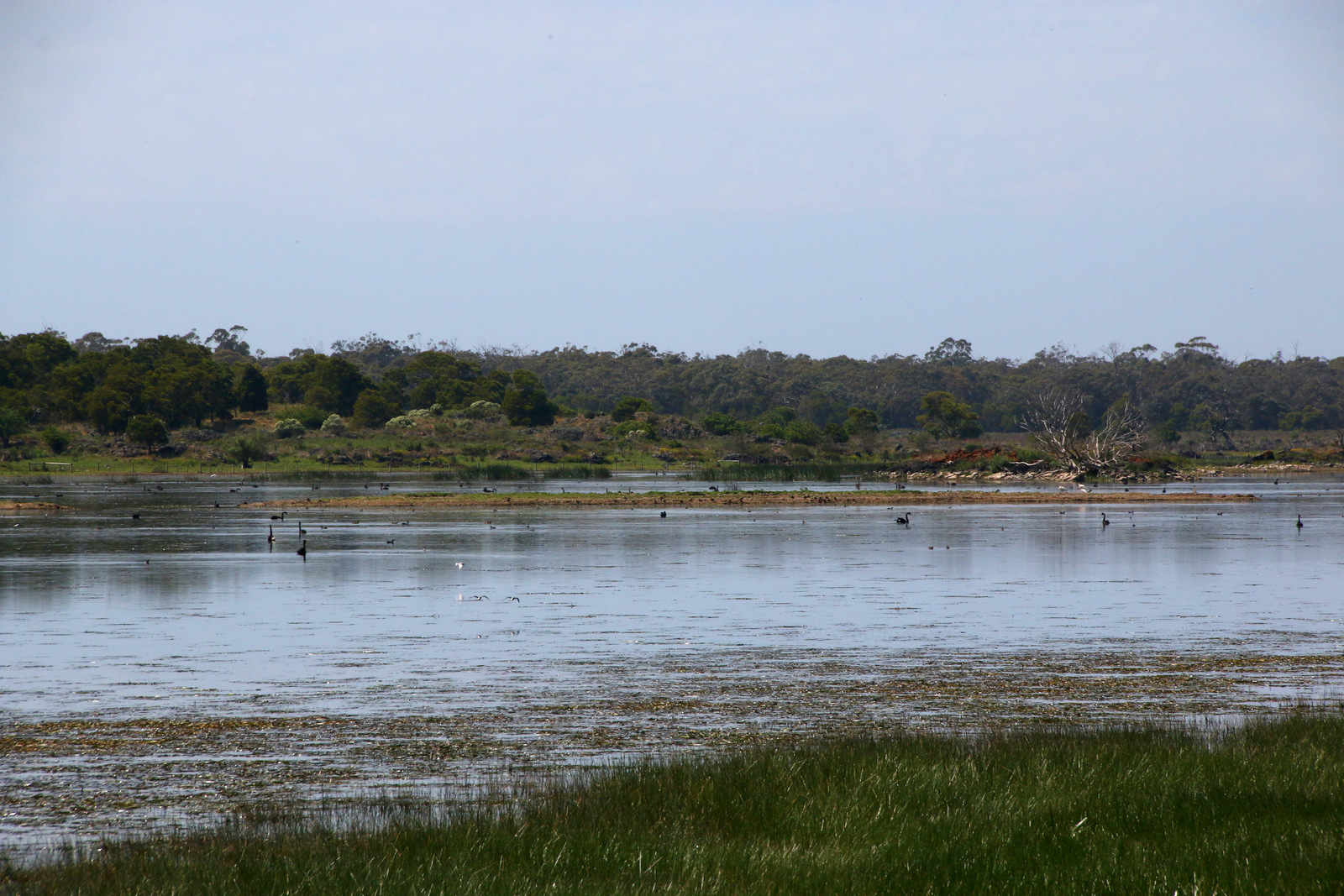 Bushranger: Lake Condah restoration