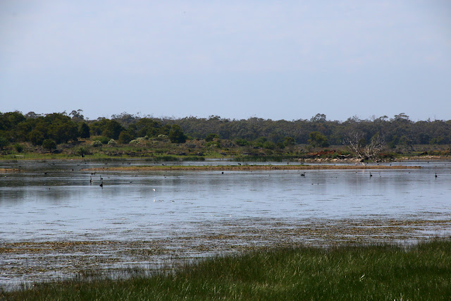 Bushranger: Lake Condah restoration