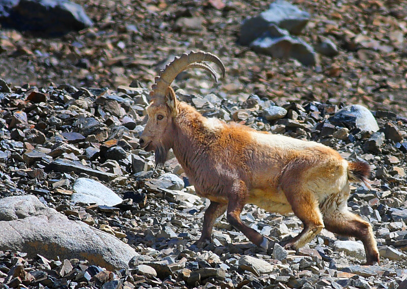 Markhor wallpapers ~ All About Pakistan