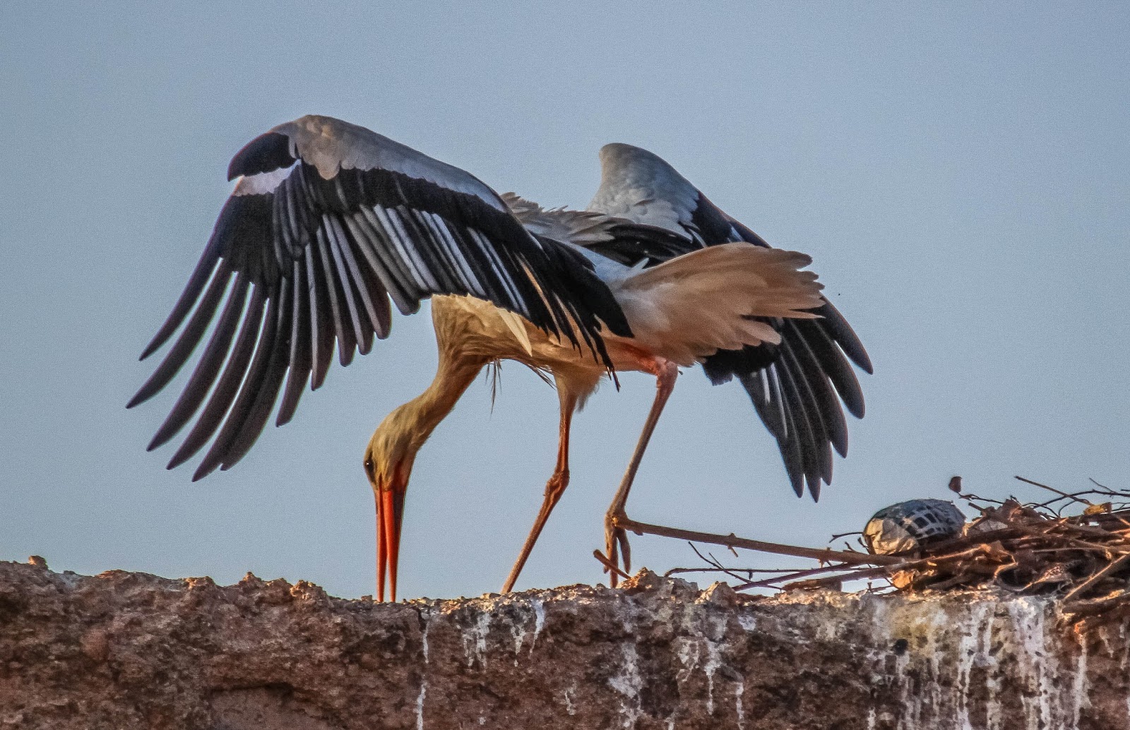 Cannundrums: White Stork - Morocco