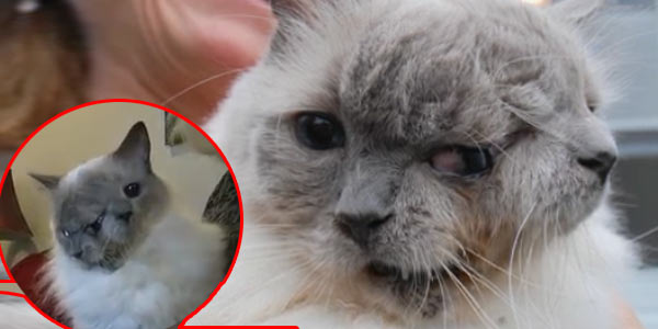 extraordinary uniqueness in the world: Two-Headed Cat Breaks World Record