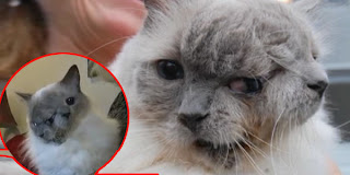 extraordinary uniqueness in the world: Two-Headed Cat Breaks World Record