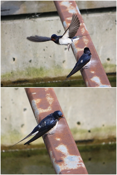 Perjantain lintukuvat