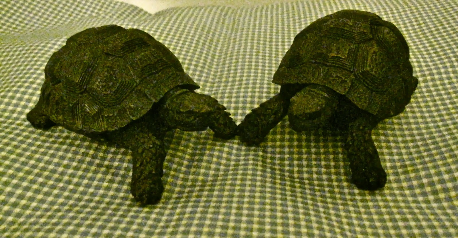 Jones and Cole: TORTOISE WISDOM