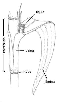 El cormo: Partes de un nomófilo típico