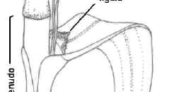El cormo: Partes de un nomófilo típico