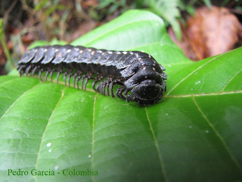 InSeCtOs: ¿QUÉ ES UN INSECTO?