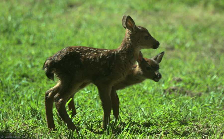 The Natural History of Bodega Head: Fawn-duo