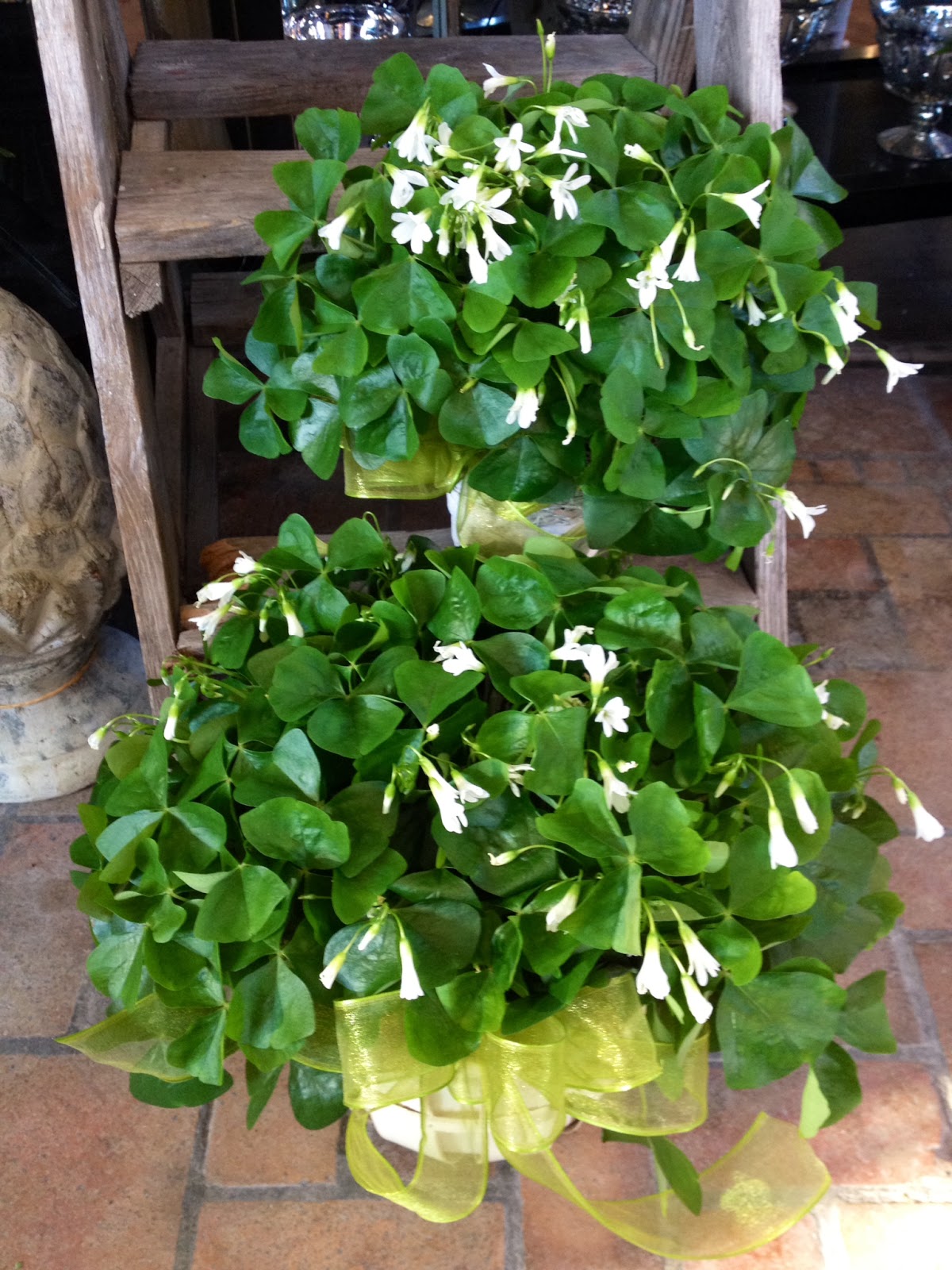 Bank of Flowers: Beautiful Shamrock Plants!