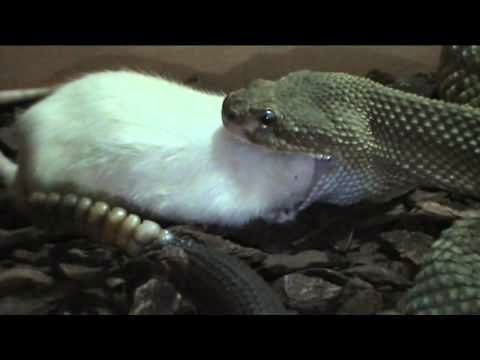Serpiente de cascabel (Crotalus ravus): Serpiente de cascabel (Crotalus ...