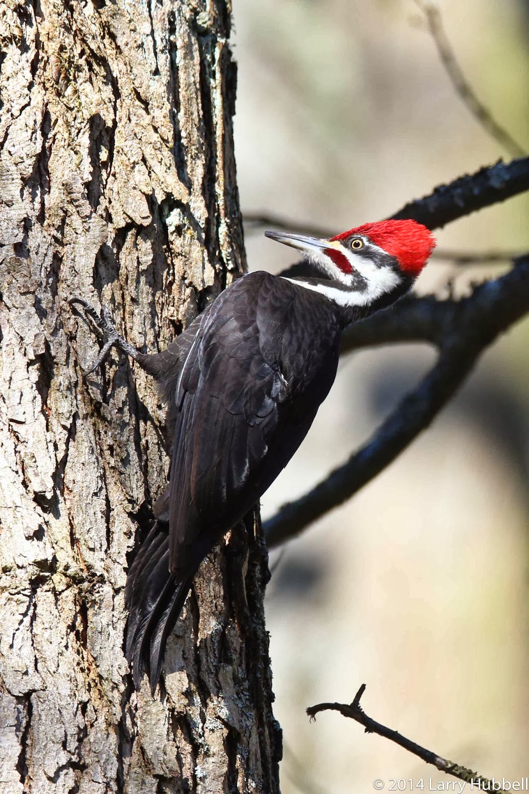 Union Bay Watch : Picidae, Picidae, What do you see?