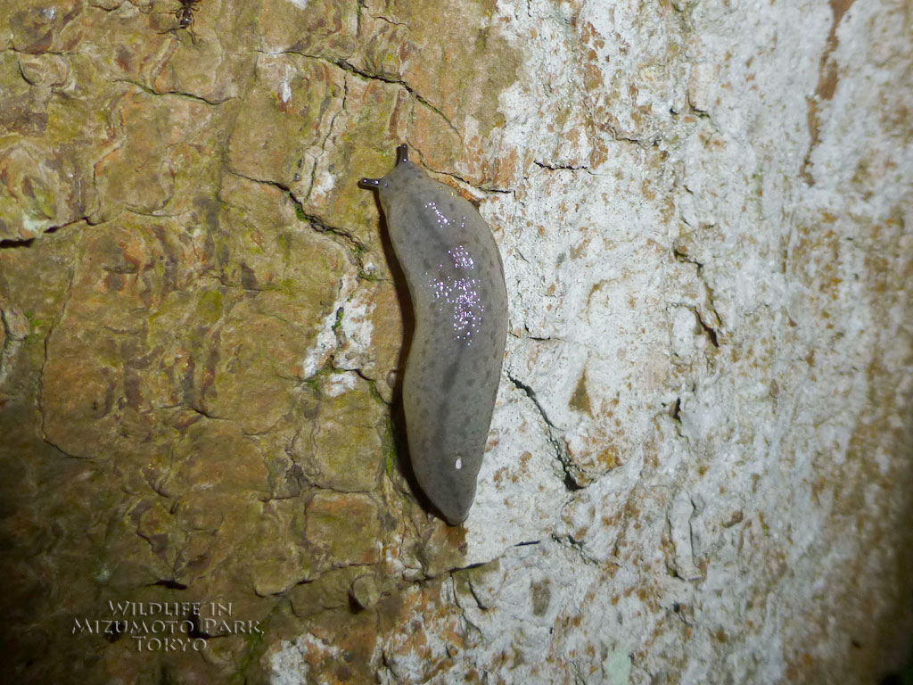 ナメクジ Chinese Slug-水元公園の生き物