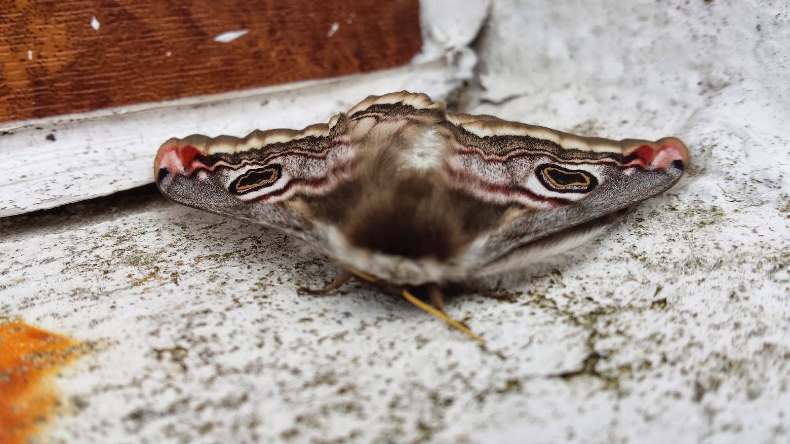 A Kilchoan Diary: Another Emperor Moth
