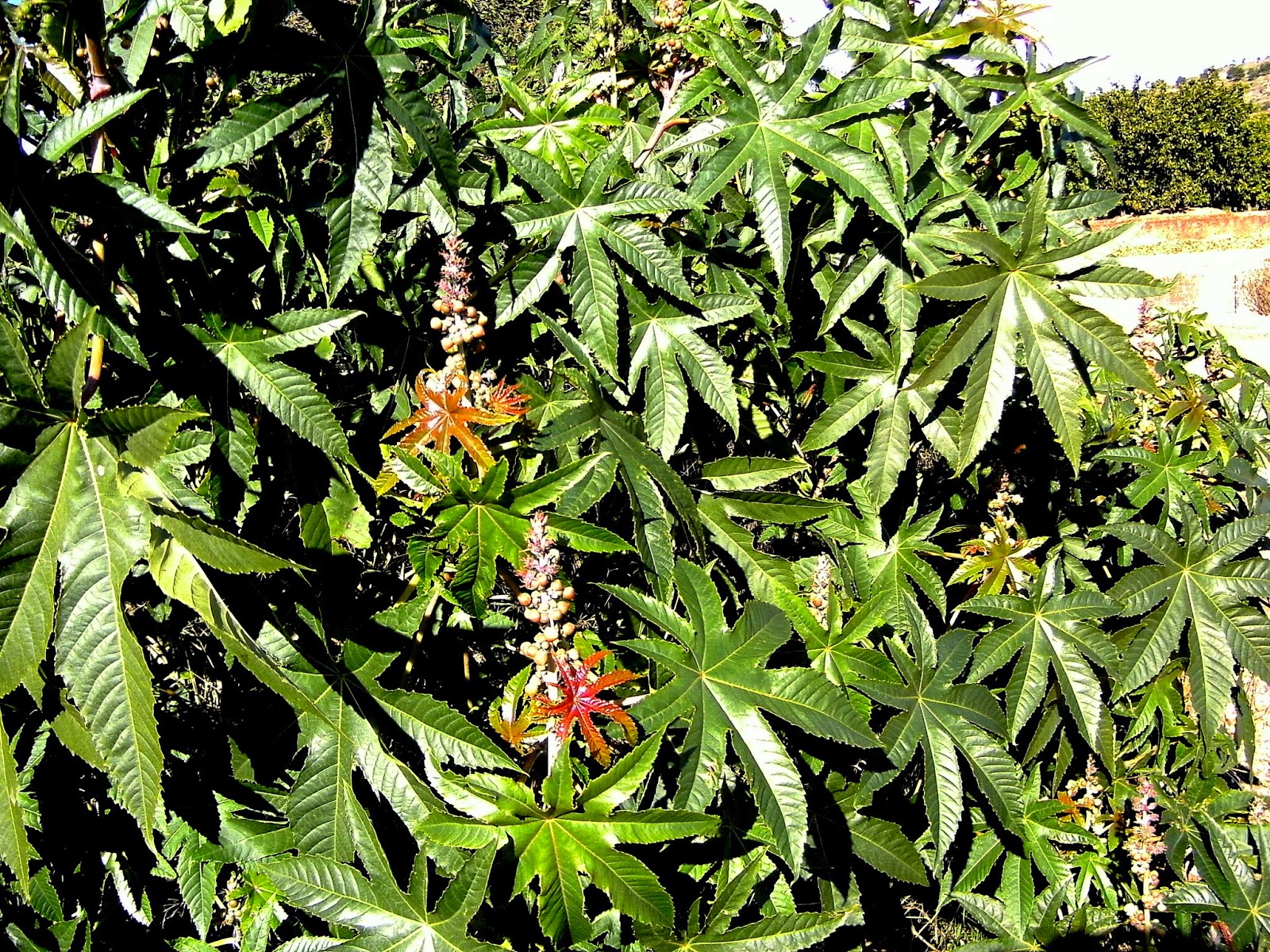 naturconsejos: RICINO (Ricinus communis)