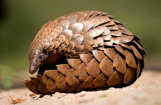 Coraza romana de escamas lorica squamata - Apuntes y mo... en Taringa!