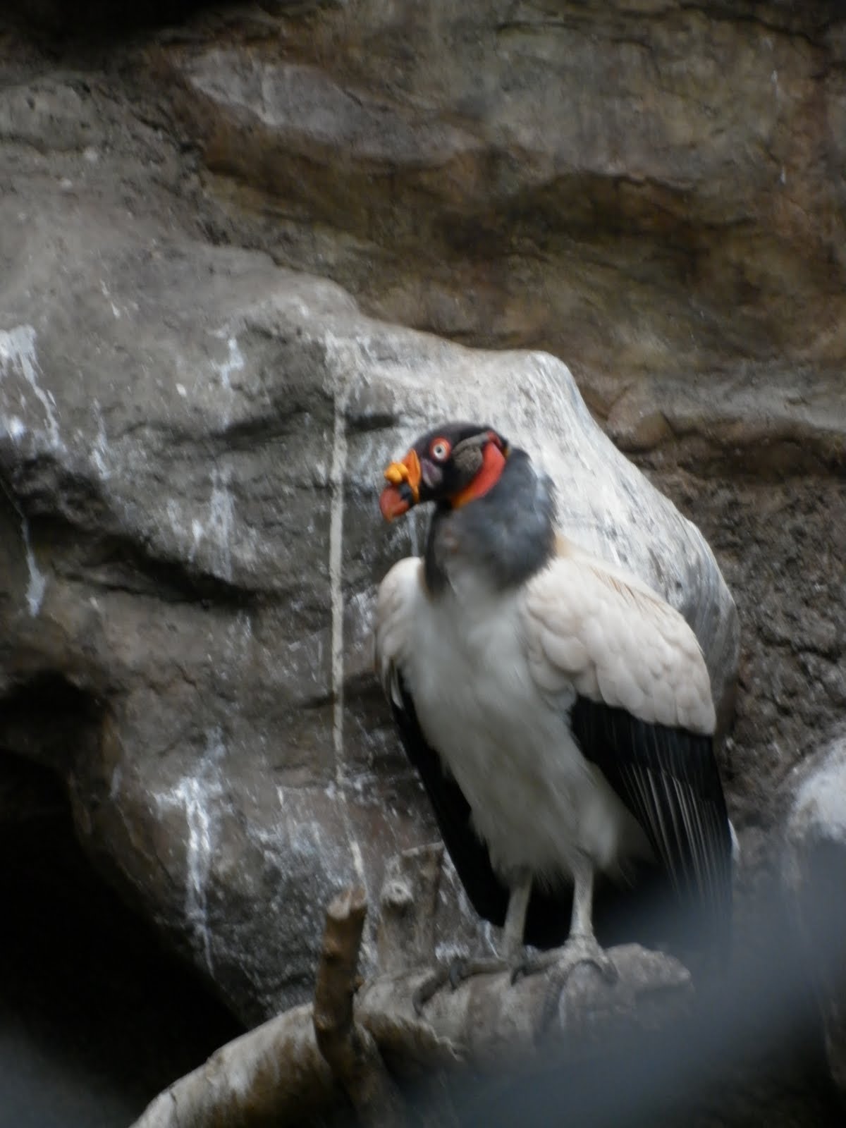 Zoológico "La Aurora"