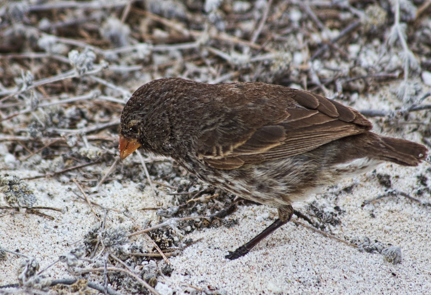 travelswithkathleen: Preservation