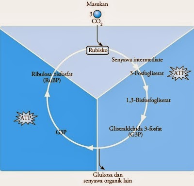 I LOVE BIOLOGY: REAKSI GELAP PADA FOTOSINTESIS