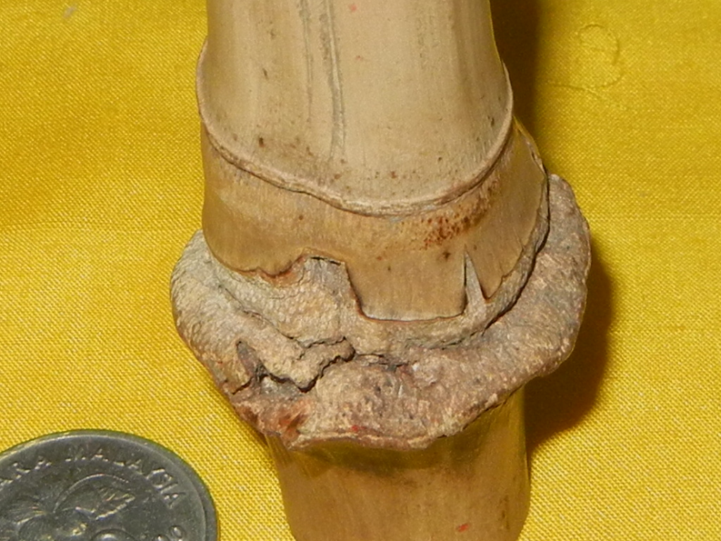 GELIGA KINABALU: BULUH TEMU RUAS BUNIAN