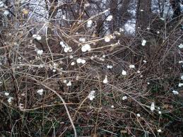 Gently Said: The Marshmallow Tree