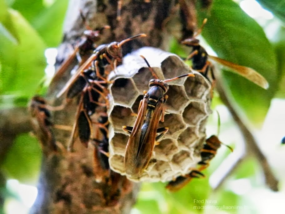 BioDoDia: Marimbondos (Hymenopteros: vespídeos)