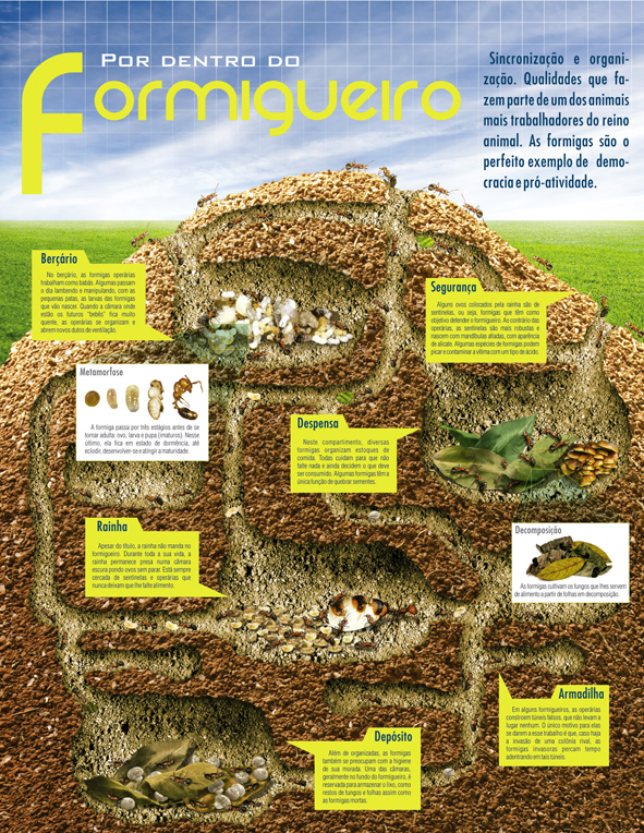 A vida no formigueiro