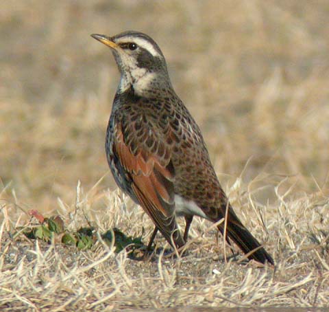 The Deskbound Birder: Vagrant Eastern Thrushes