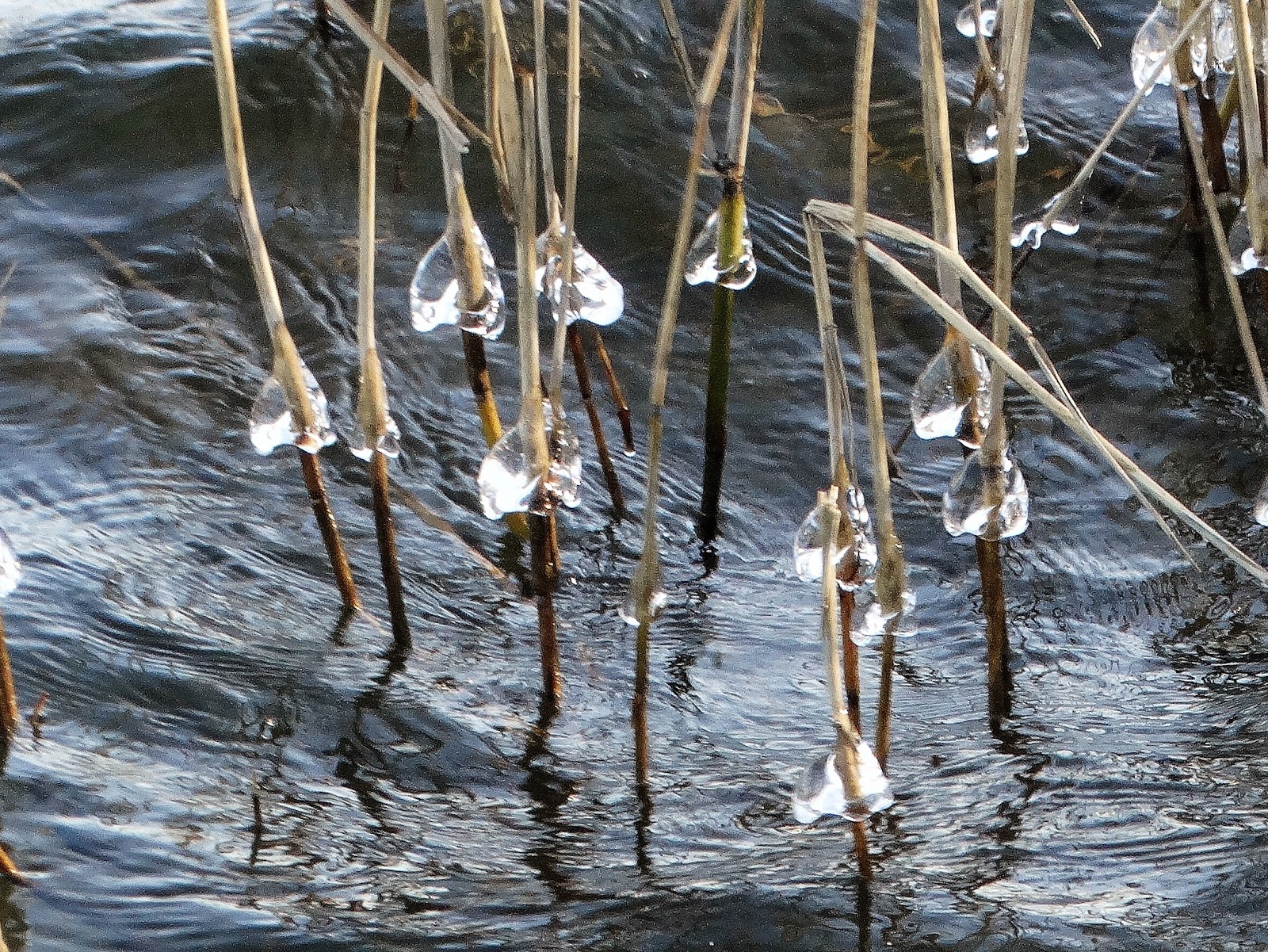oog voor de natuur: Spel van golvend water, riet en ijs.