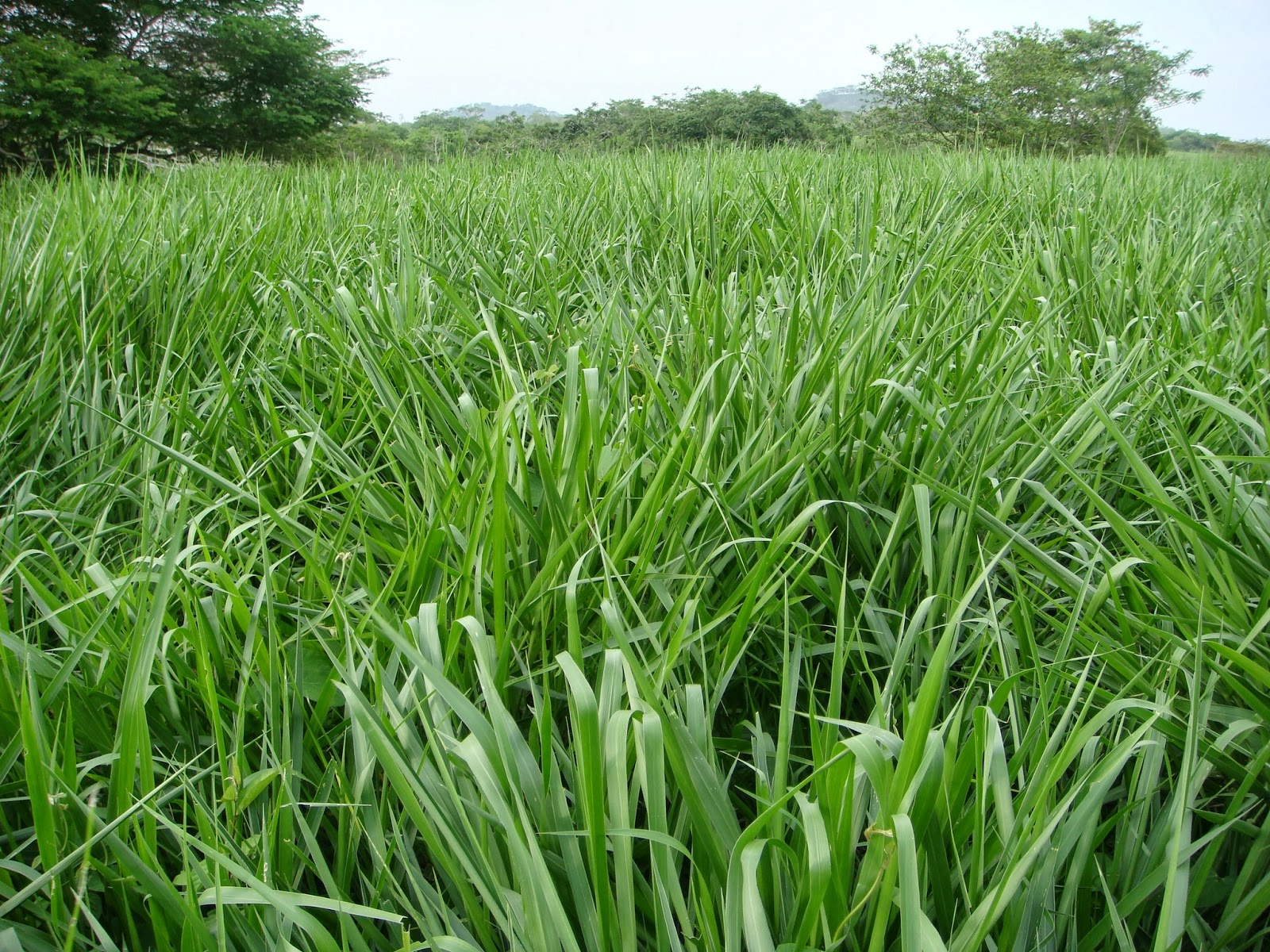 Ecología con Asocebú: Establecimiento de una pradera en condiciones ...