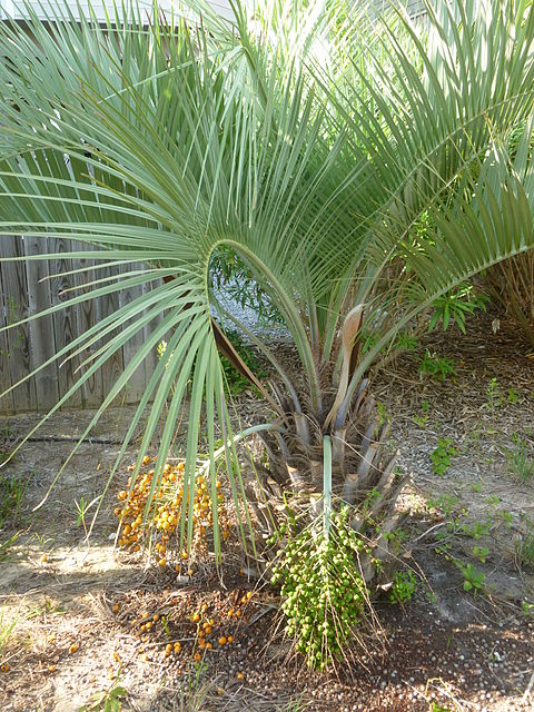 Butia capitata «palmera de jalea» - Id Plantae